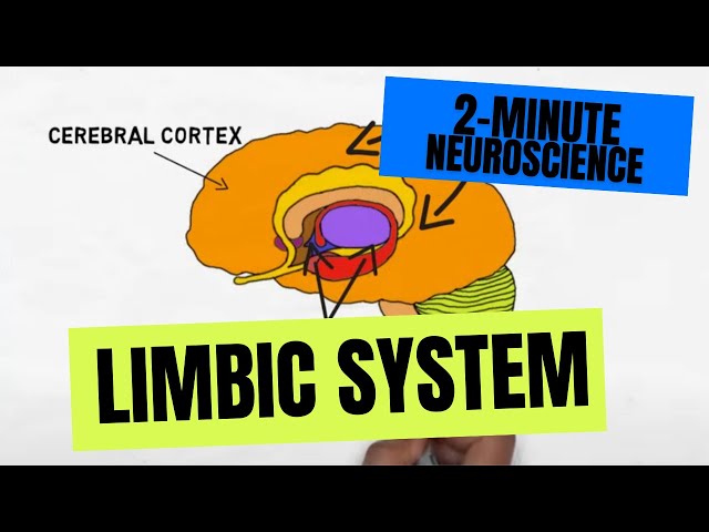 Understanding the Limbic System: The Brain's Emotional Hub | Galaxy.ai ...