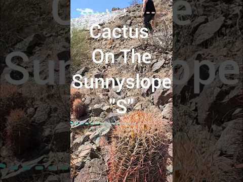 Cactus Quiz on the Sunnyslope "S" - Hillside Letter Fun! #hiking#hillsideletters #arizona