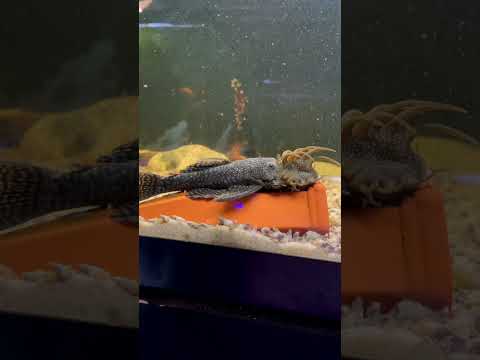 Male Bristlenose Pleco - Do You Like The Bristles? #shorts