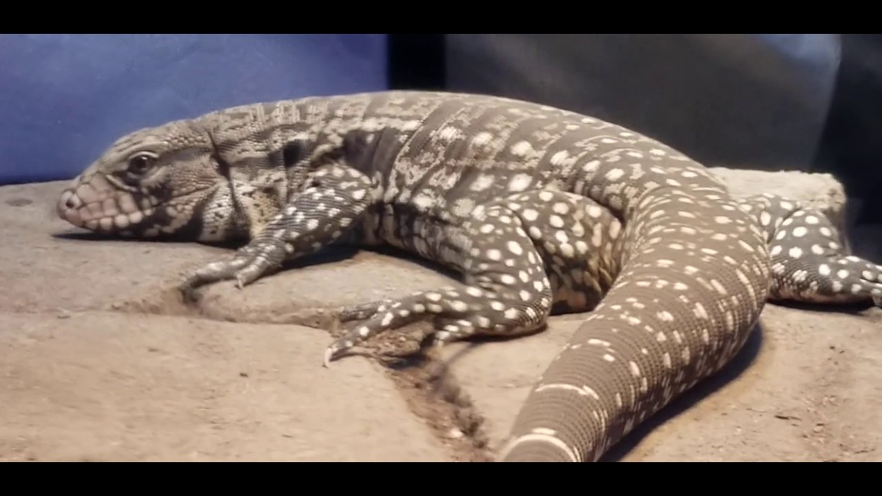 Going bio active! Tegu Bio active setup!