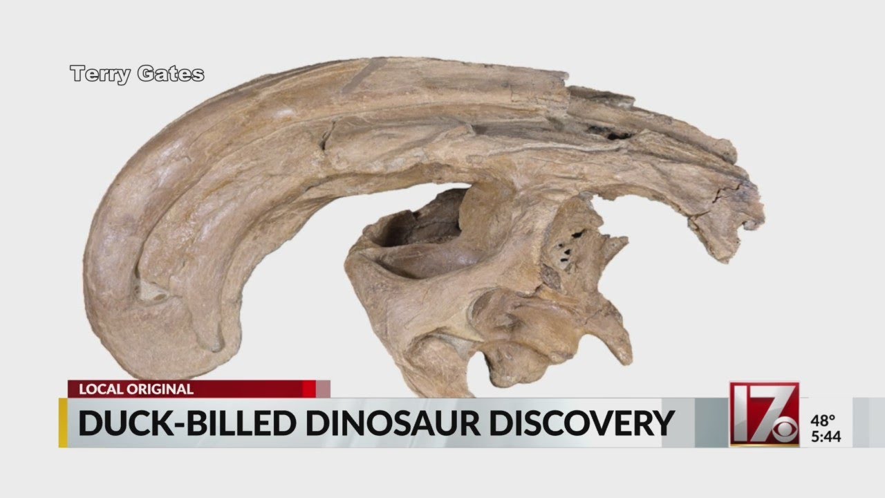 NC State paleontologist helps find rare fully intact parasaurolophus skull