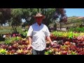 Waterwise Botanicals | San Diego Specialty Plants & Gardens