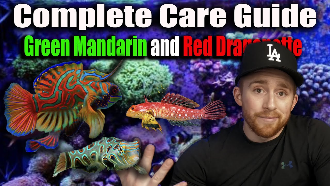 How to Care for Green Mandarin and Ruby Red Dragonette: Complete Guide
