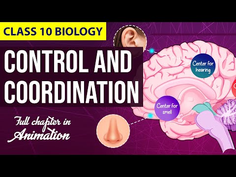 Control and Coordination Class 10 Full Chapter (Animation) | Class 10 Science NCERT Chapter 7 | CBSE