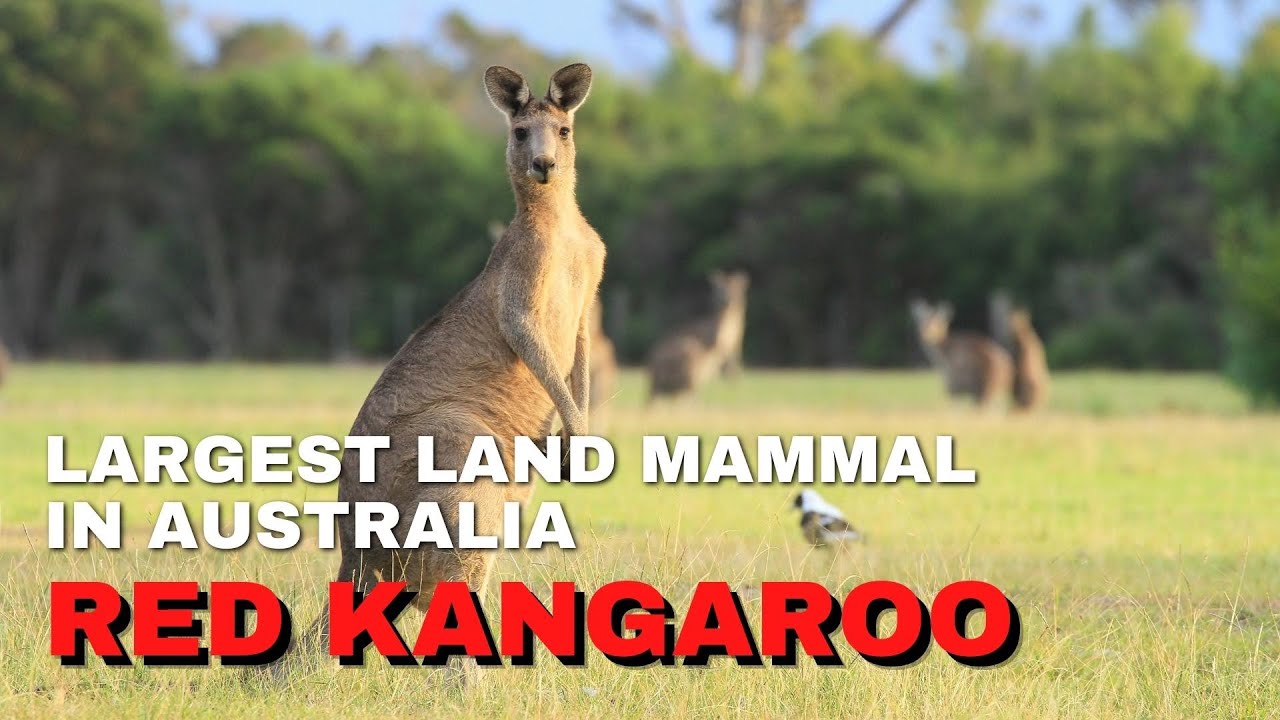 The largest land mammal in Australia - Red Kangaroo #biology