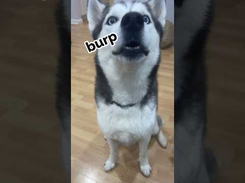 dog BURPS and then says.. #shorts