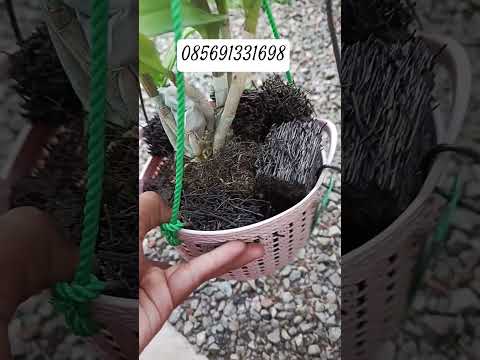 tips Anggrek rajin berbunga