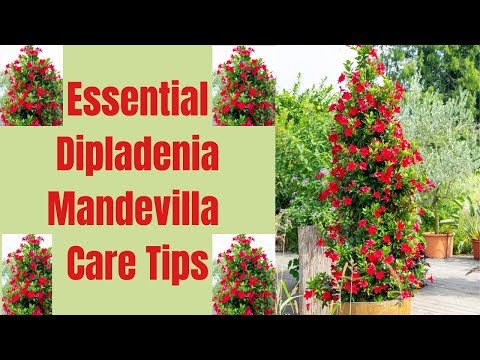 Dipladenia Mandevilla Care Tips- A Complete Guide