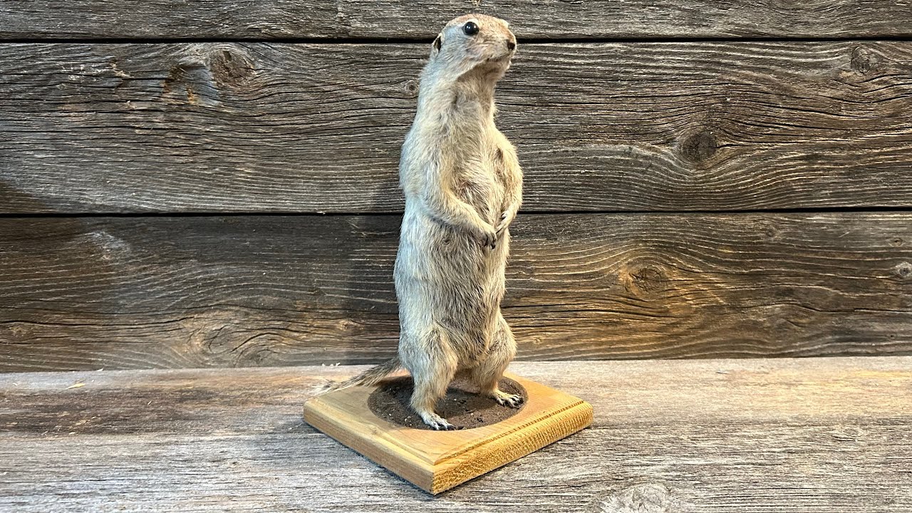 How to Taxidermy a Gopher