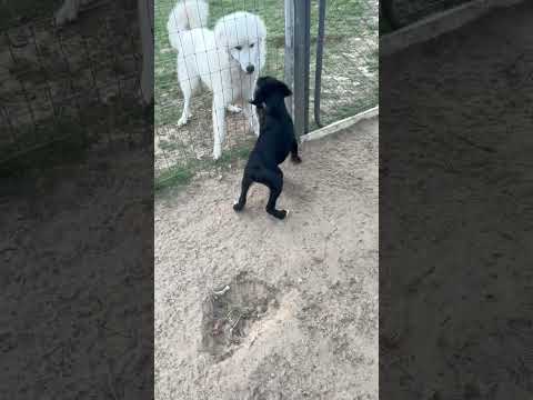 Dog for adoption - Cisco, a Labrador Retriever & Flat-Coated Retriever ...