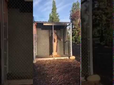 Claremont United Methodist Church nativity scene with Joseph, Mary, and Jesus in separate cages