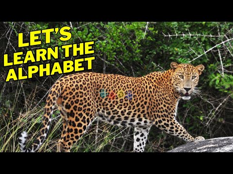 Alphabet Animal Start with the Letter L [English] Part 2 : Llama, Leopard, Lobster, Lark, Liger