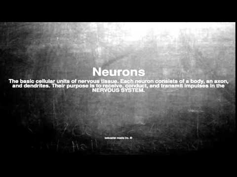 Medical vocabulary: What does Neurons mean