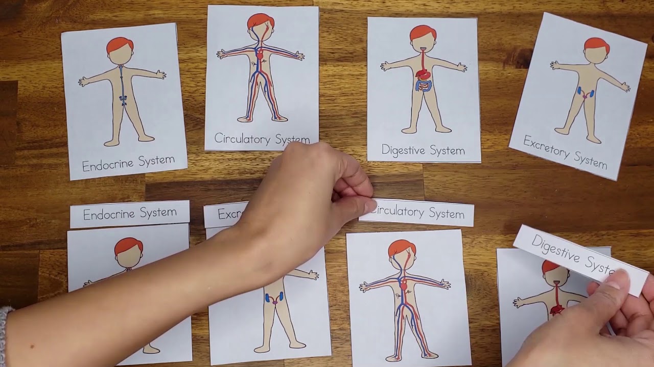 Human Body System Worksheets for Kids