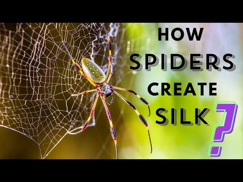 How SPIDERS create SILK? - What is the purpose of this SILK?