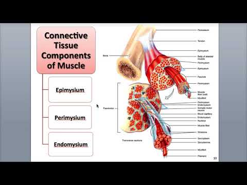 7-8 Motor Units and Muscle Tension