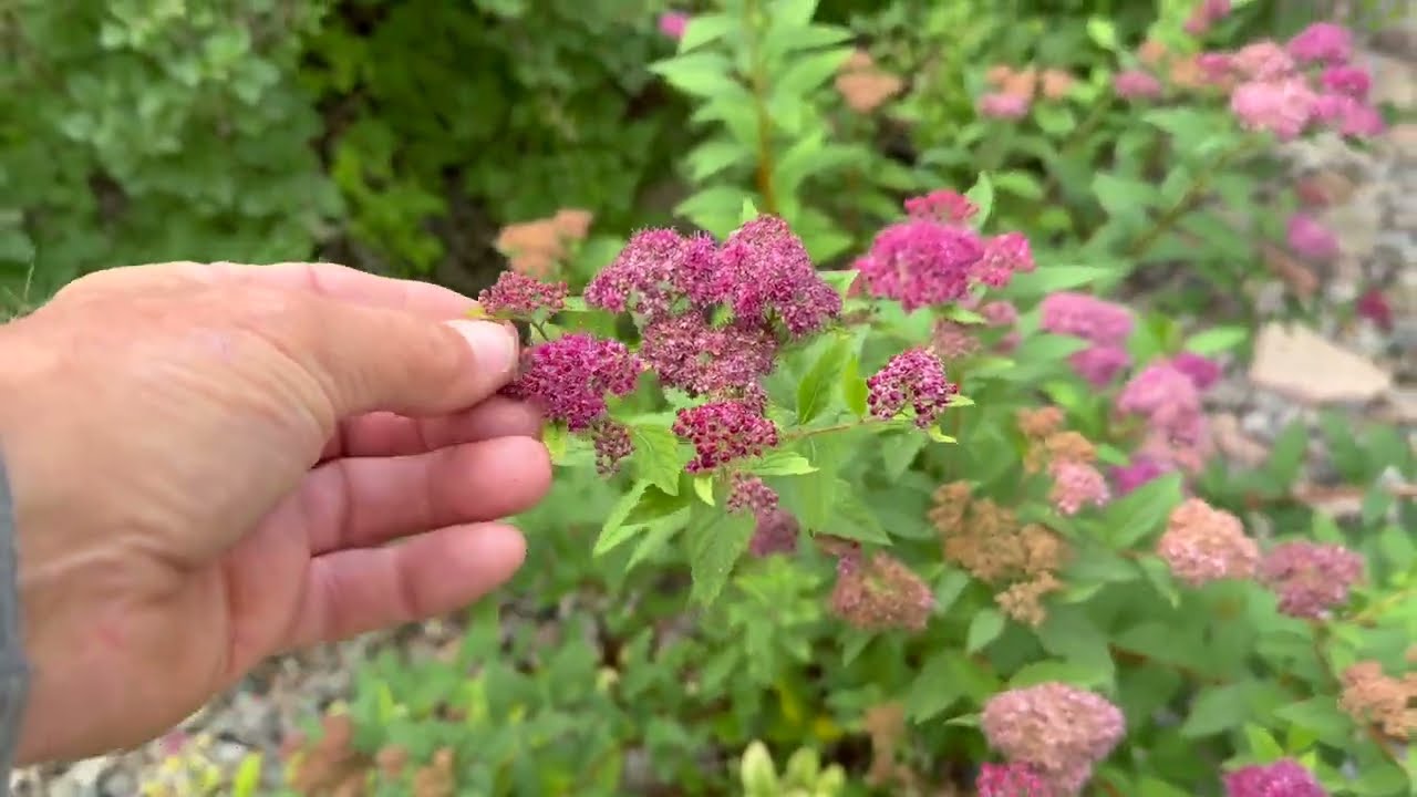 Why You Should Grow Spireas