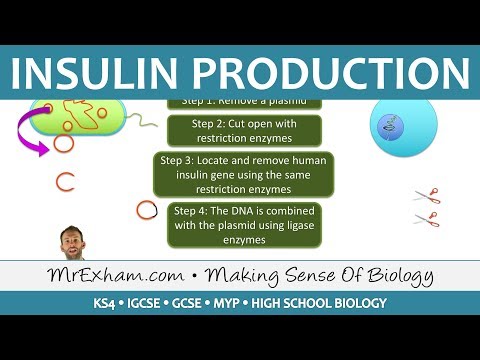 Insulin Production - GM Bacteria - GCSE Biology (9-1)