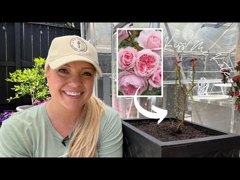 Planting Up My New Kordes Climbing Rose! :: Heirloomroses.com