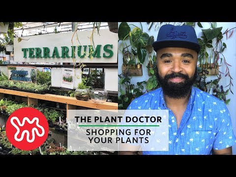 Shopping For Your Plants | The Plant Doctor