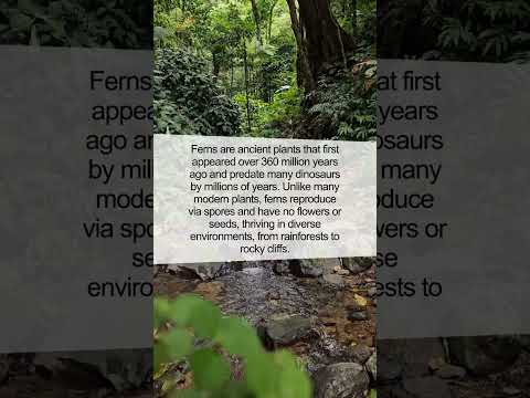 The Secret Life of Ferns: Ancient Pioneers