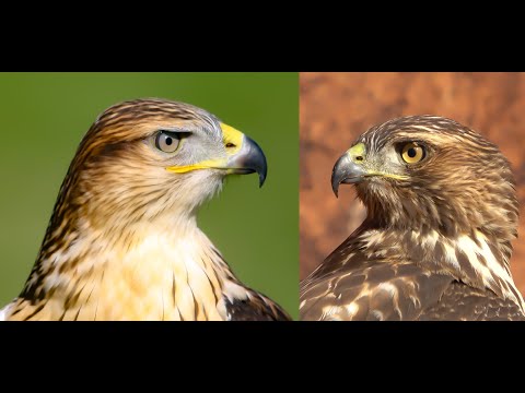 Falconry: Ferruginous hawk VS Red-tailed hawk