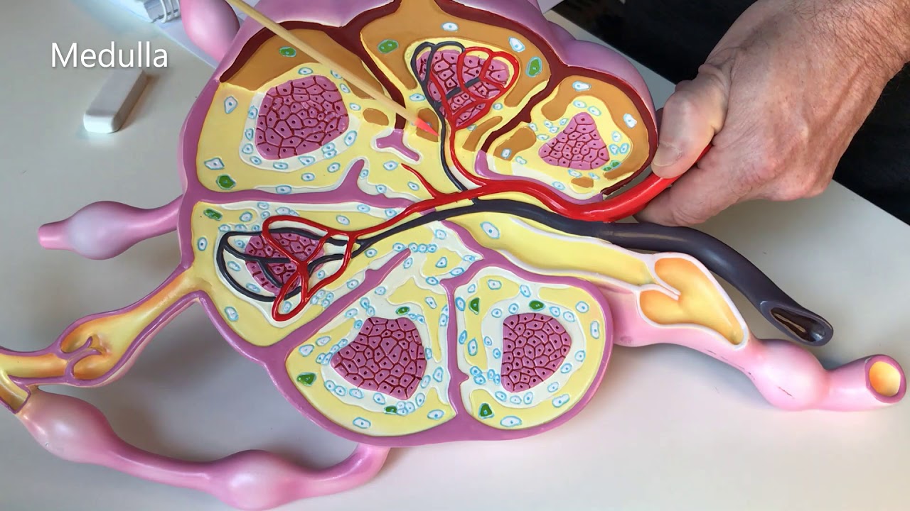 Lymph Node Model