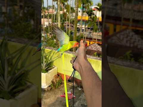 Love birds training🦜/ Birds harness training #birds #parrot #minivlog #shortvideo #shortvideo 