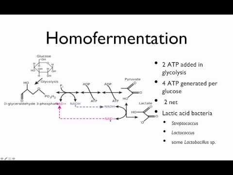 Fermentation