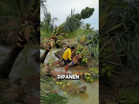 Untuk apa Pohon Kelapa Muda di Panen #shorts