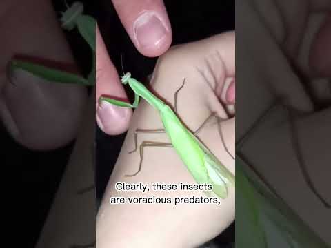 Can a mantis hurt you?π€π€¨#shorts