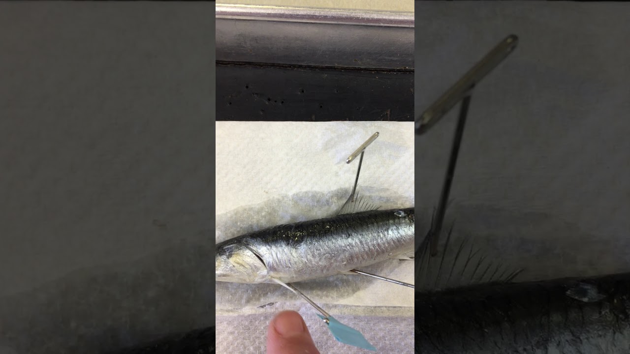 Dissected Fish: external anatomy