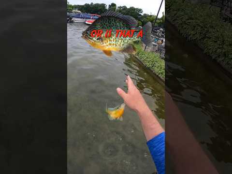 Bluegill or Pumpkinseed 🎣