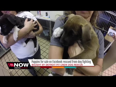 Puppies for sale on Facebook rescued from dog fighting by Detroit Pit Crew