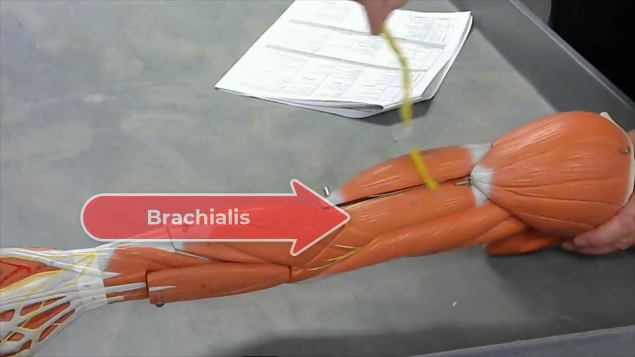 Anatomical Model of the Muscular Arm - Muscle Review