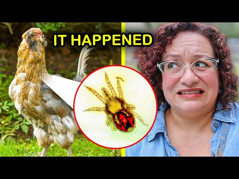How I FINALLY Got Rid of Poultry Red Mite