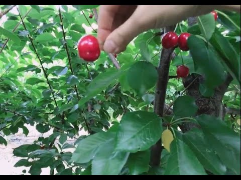 Cherry Picking in Brentwood, One Hour Drive from San Francisco (vlog 10) English Subtitles