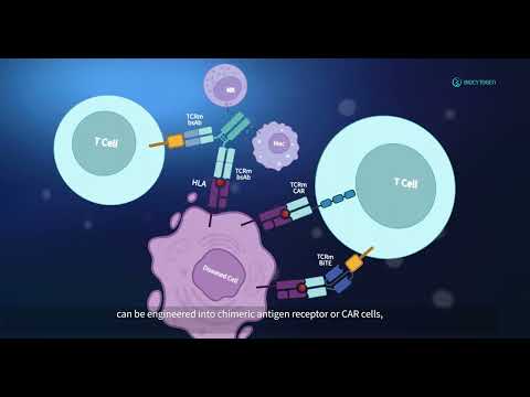 TCR-Mimic Antibody Platform_Biocytogen