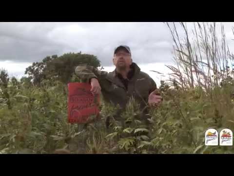Ragweed from a Wildlife Perspective Habitat Tip