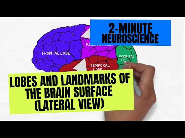 Understanding the Lobes and Landmarks of the Brain: A Lateral View | Galaxy