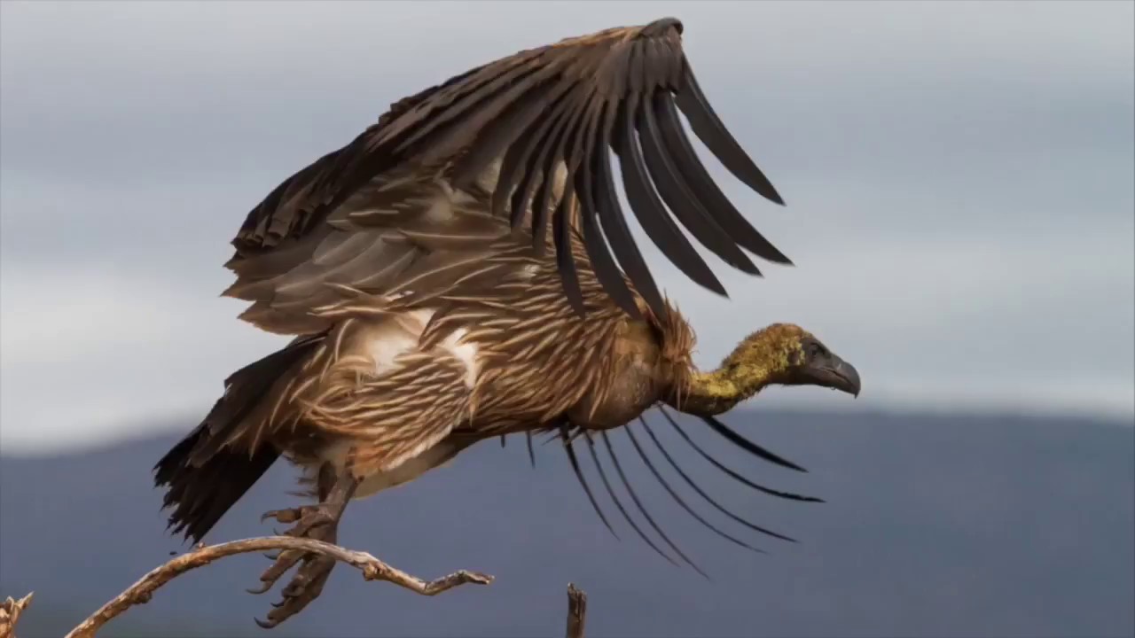 Why Vultures are such important species