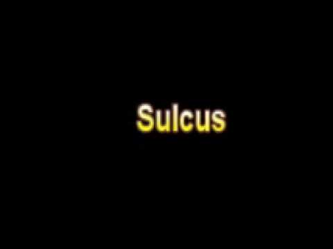 What Is The Definition Of Sulcus Medical School Terminology Dictionary