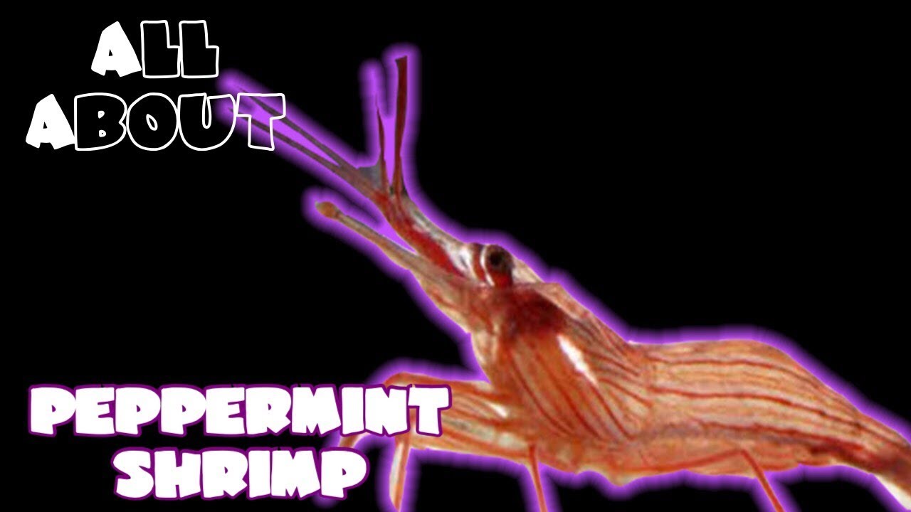All About The Peppermint Shrimp