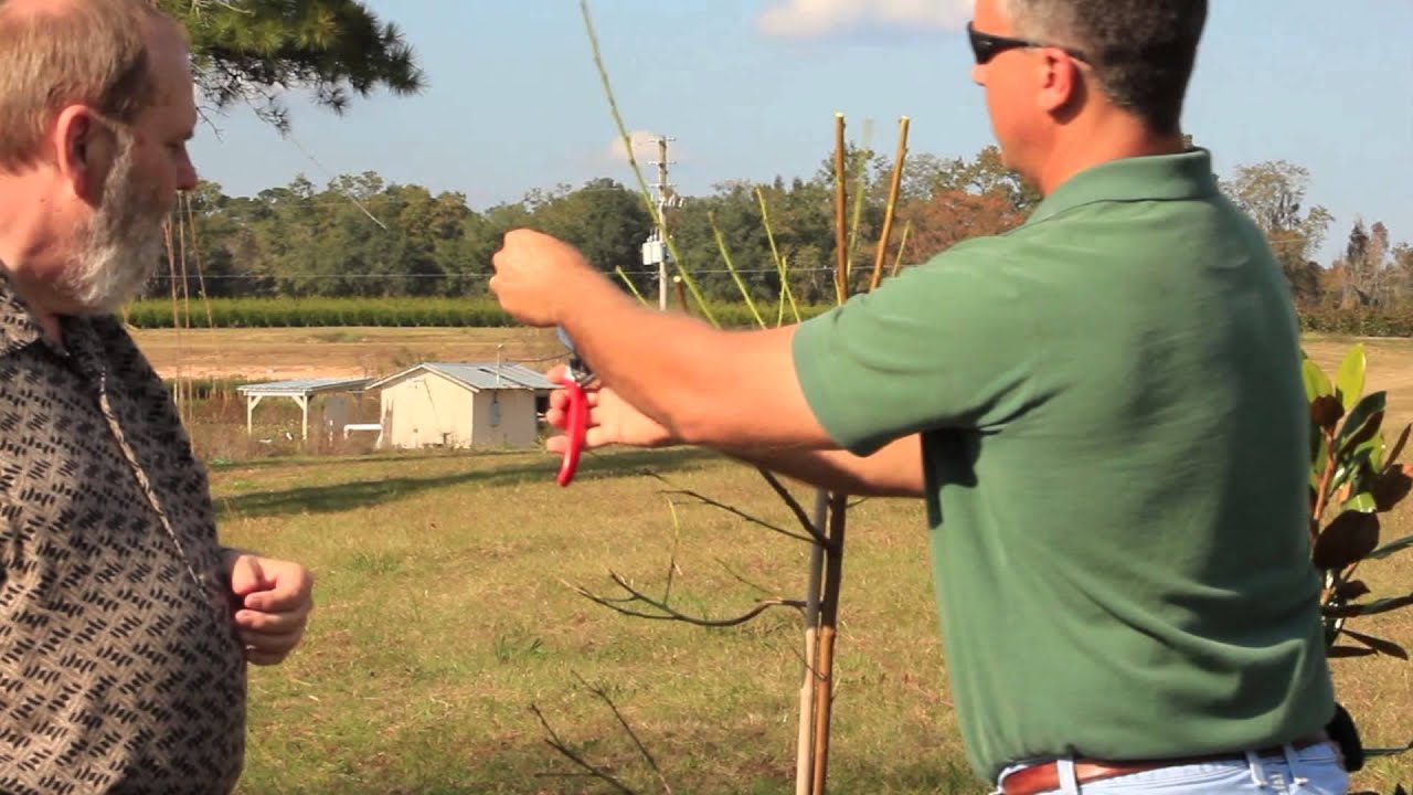 Pruning Evergreens, Fruit Trees, and Flowering Trees
