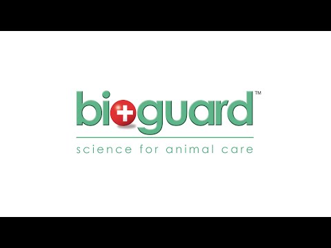 Diagnosis and treatment of pancreatitis in cats