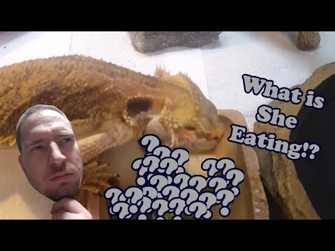 WHAT DO I FEED MY BEARDED DRAGON?: What do Bearded Dragons Eat? Collaboration with JP's Lizard World