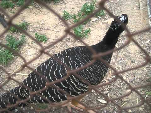 Bare faced Curassow