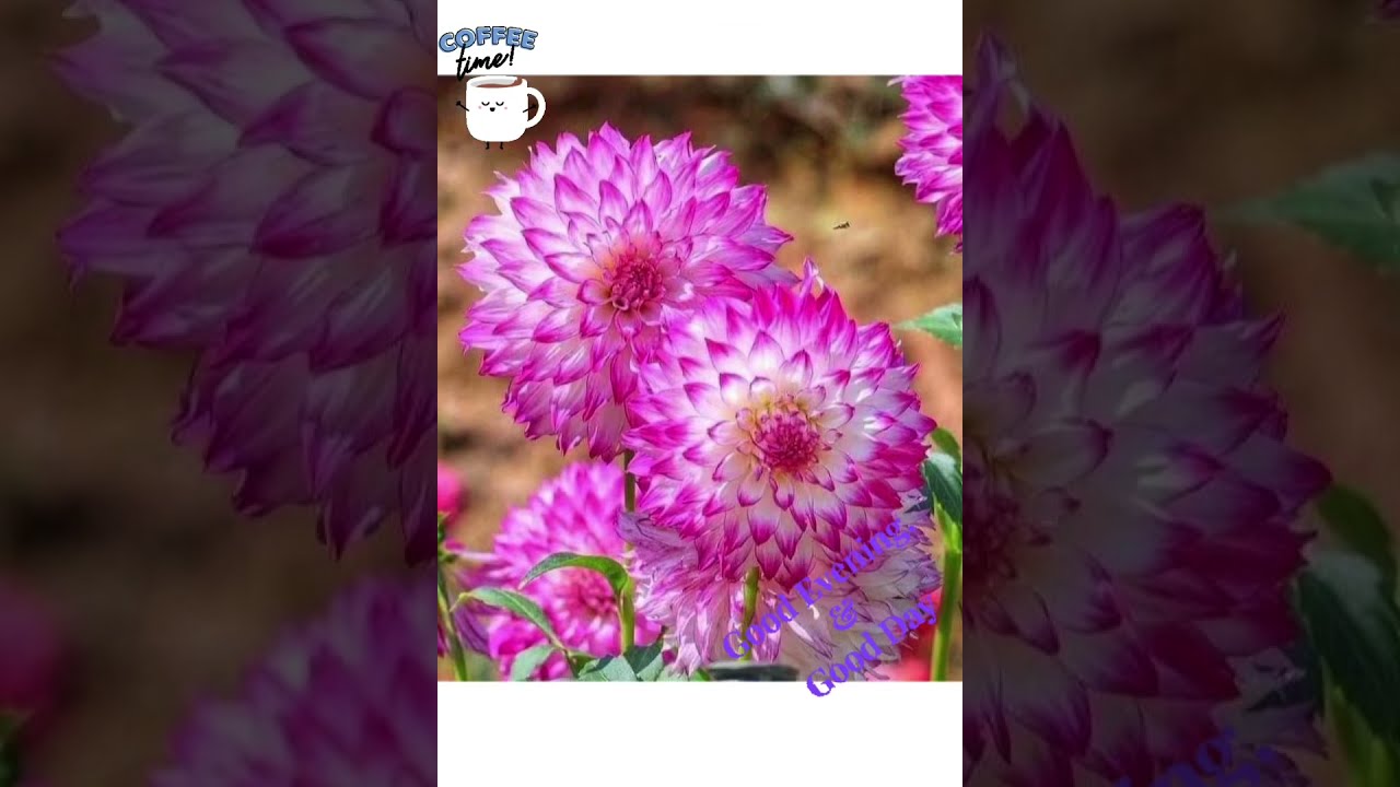 Good Evening Gif Animated Flower Image with Music 🎶 | Good Evening What’s up Status | Subscribe 👍