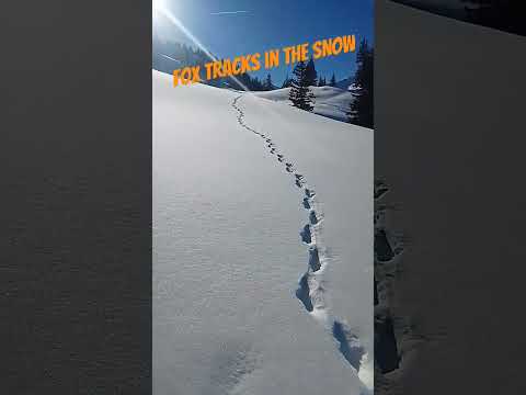 Wild FOXES ????survive the alpine winter and leave their tracks ???? behind #fox #snow #nature #tracks
