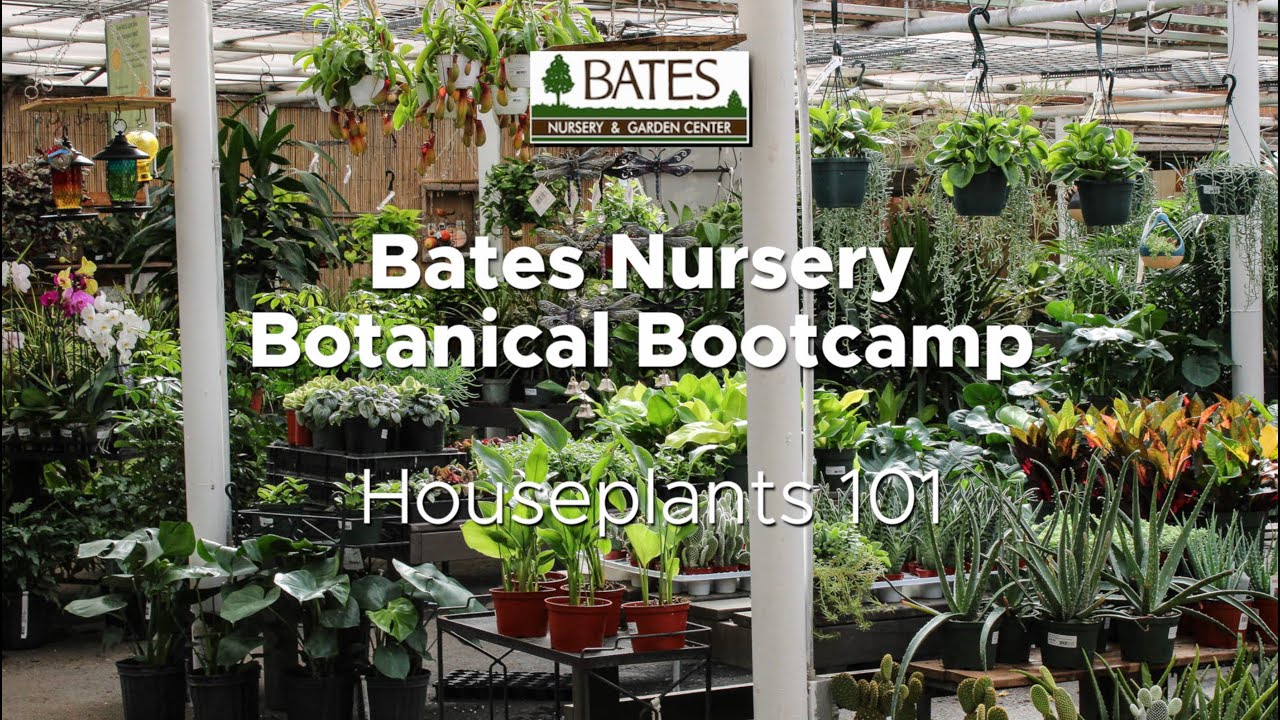 Houseplants 101| Bates Botanical Bootcamp